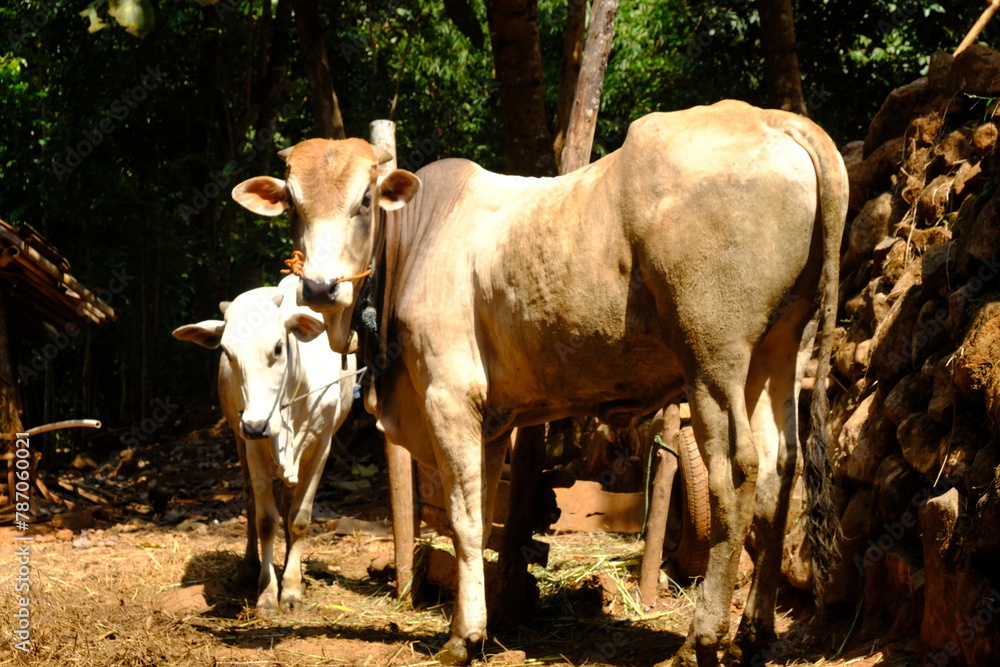 cows in the countryside. Indonesian cattle. Cows are herbivores that ...