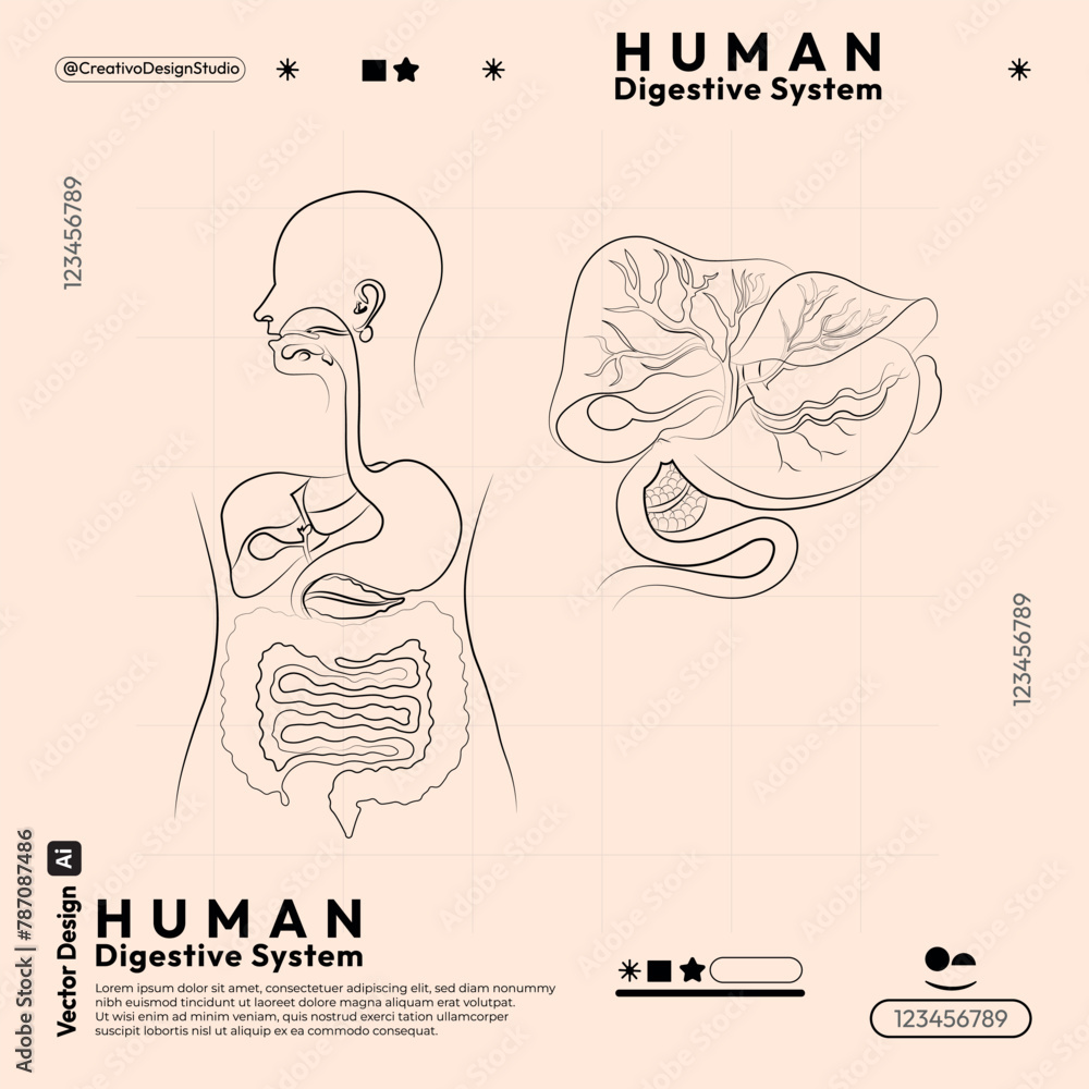 Anatomy of the human digestive system line art. Anatomical vector ...