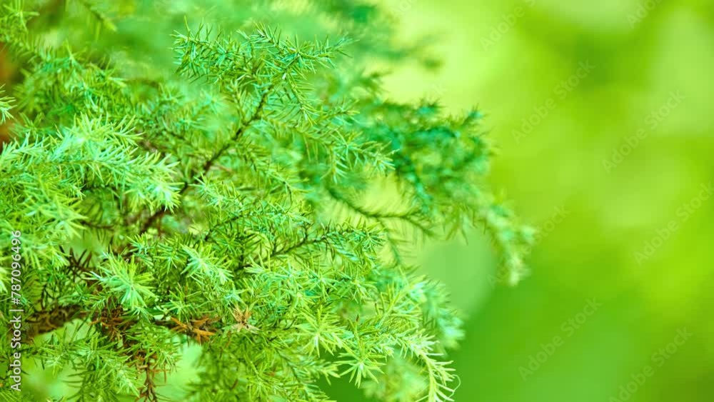 Cedrus deodara, deodar cedar, Himalayan cedar, or deodar, devdar ...