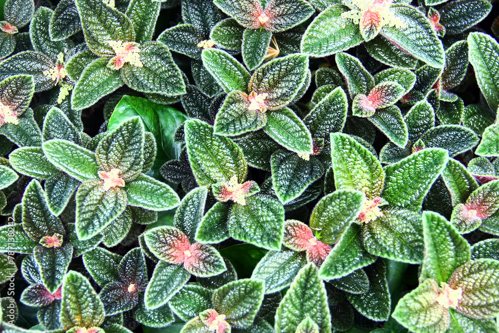 Pilea involucrata, or the friendship plant, a bushy trailing plant ...