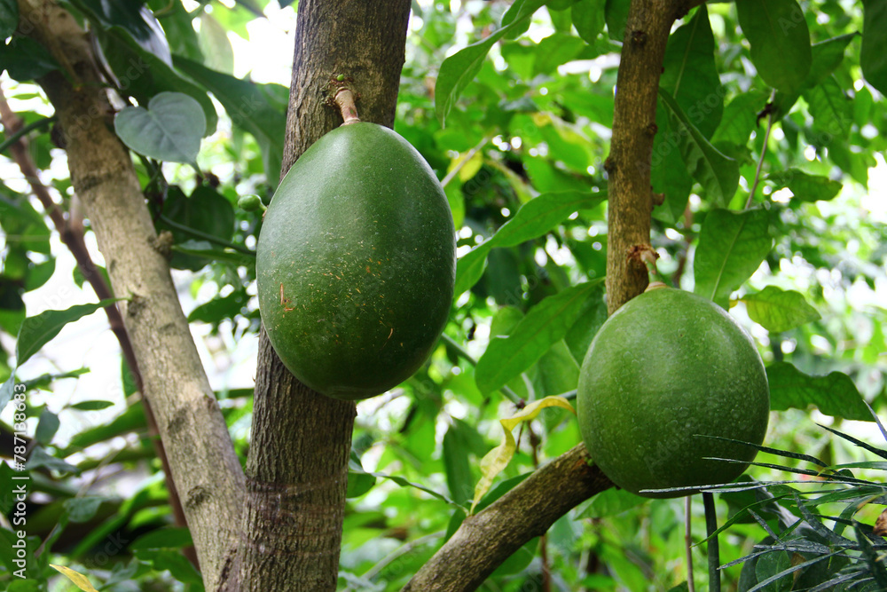 Crescentia cujete, or calabash tree, a flowering plant native to the ...