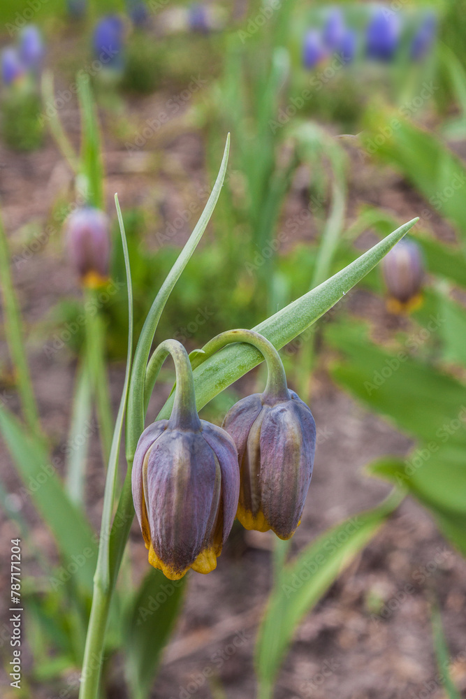 Fritillaria uva vulpis commonly known as Fox`s grape fritillary in ...