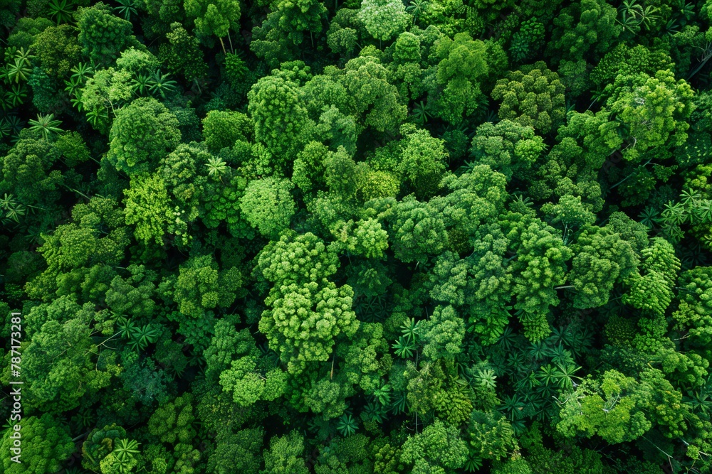 Aerial top view of green trees in forest. Drone view of dense green ...