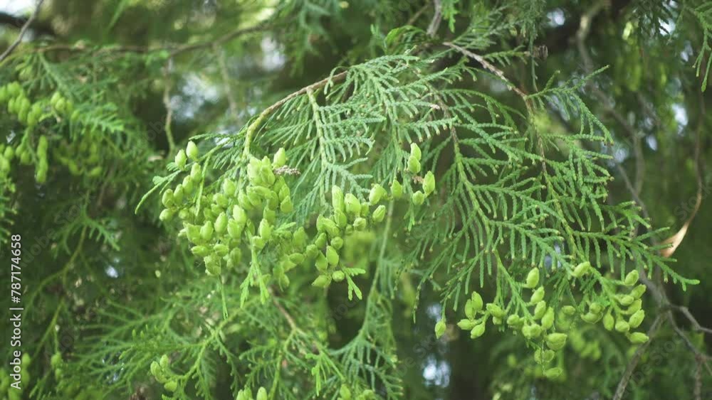 Chamaecyparis lawsoniana, known as Port Orford cedar or Lawson cypress ...