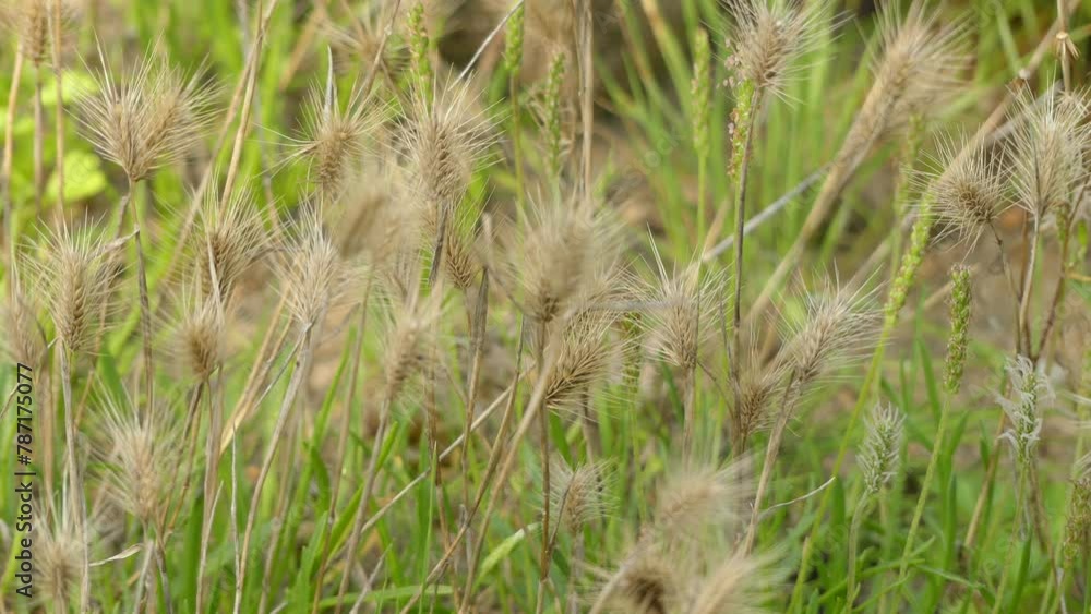 Hordeum murinum, commonly known as wall barley or false barley, is ...