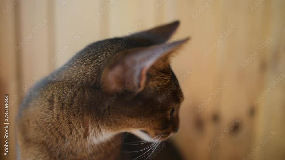 Abyssinian is breed of domestic short-haired cat with distinctive ...