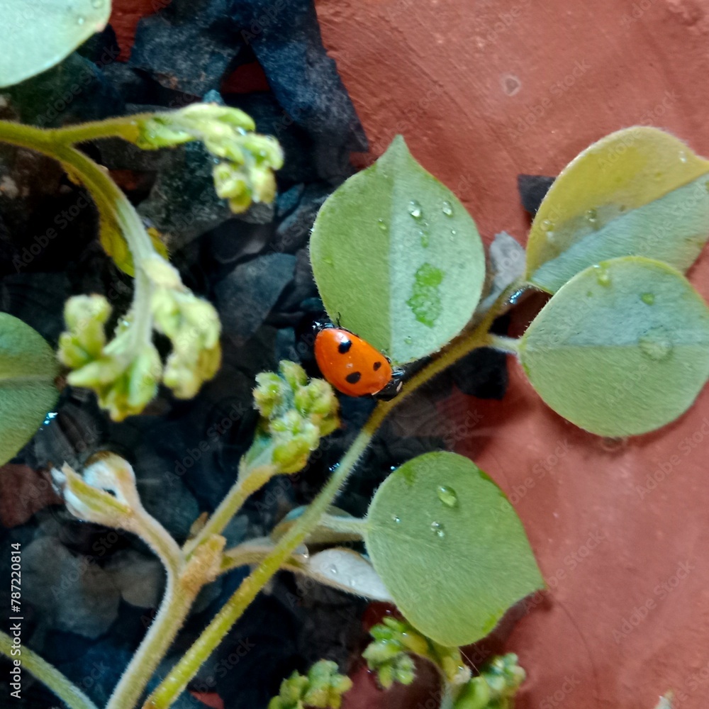 ladybird on a leaf: Ladybug: A red ladybug is on a green leaf of tree ...