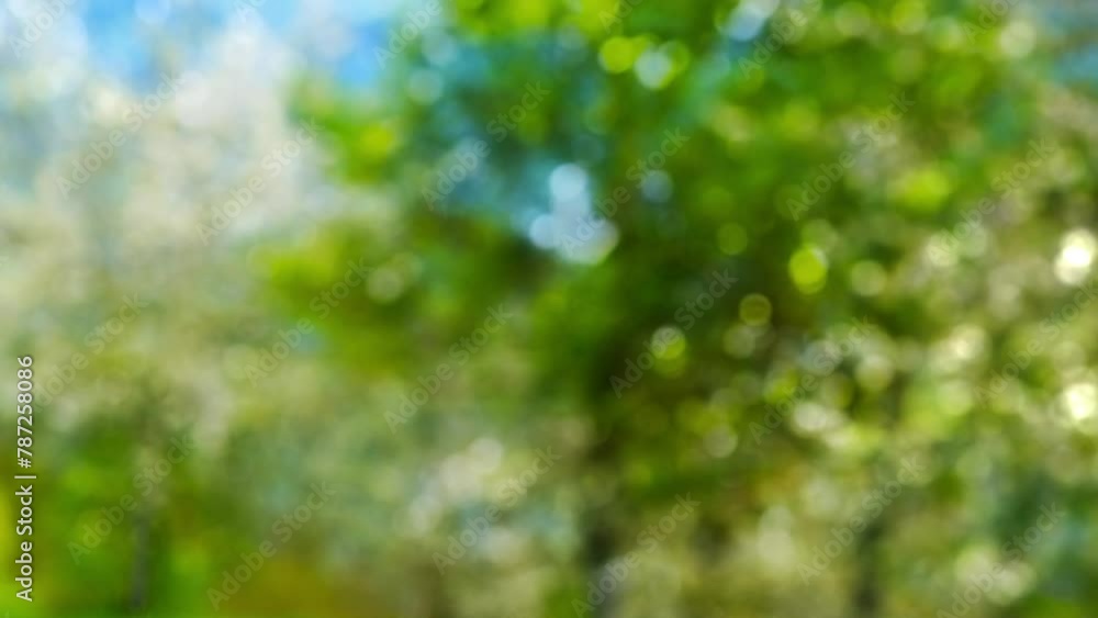 real bokeh lights from blurred flowering trees with bright sunbeam ...