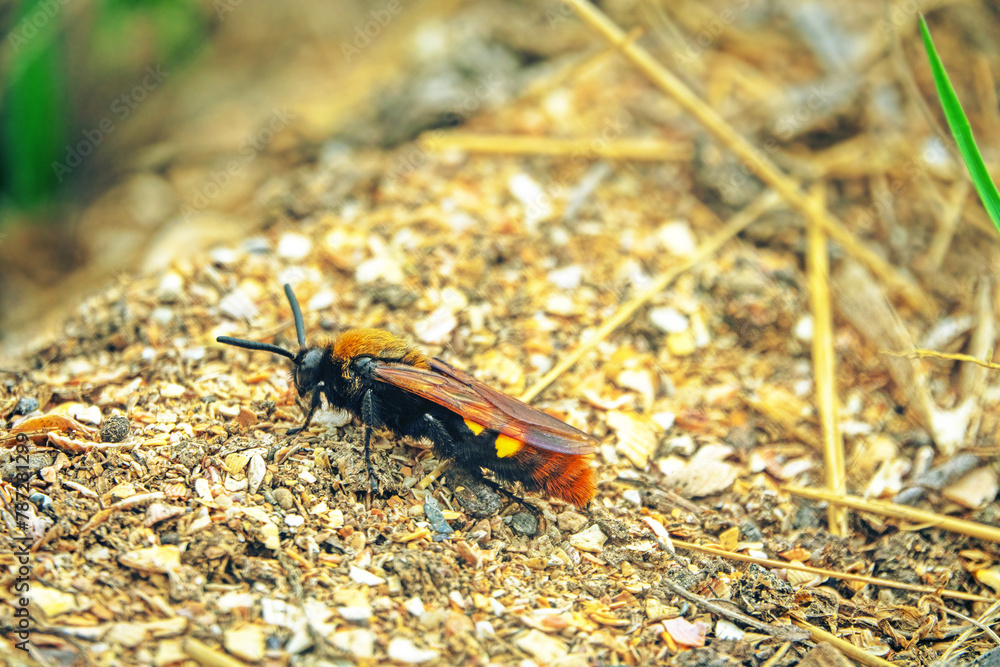 Mammoth wasp (Megascolia maculata, female, largest Hymenoptera) moves ...