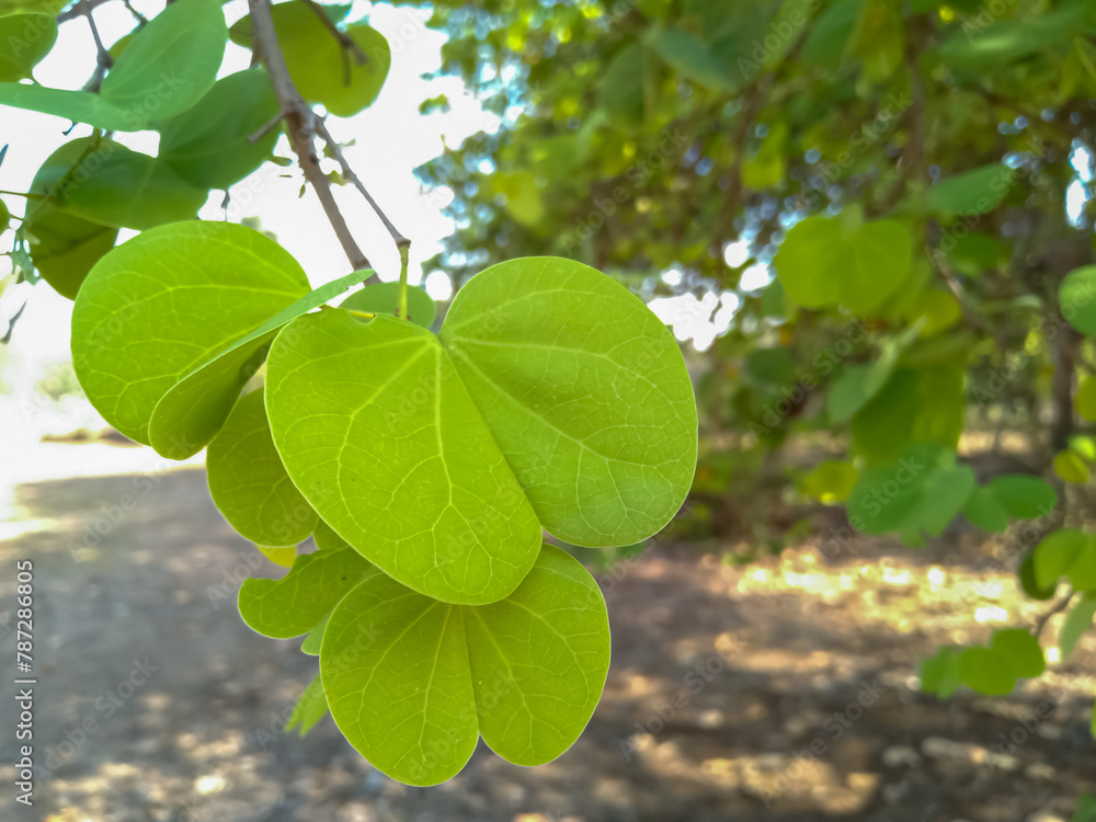 Apta tree leaves distribute on the Dussehra occasion in India ...