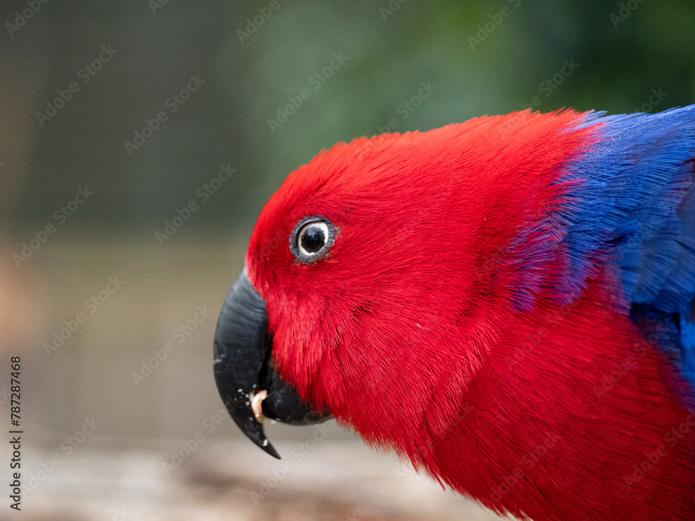 Eclectus female, Parrot portrait of bird. Wildlife scene from tropic ...