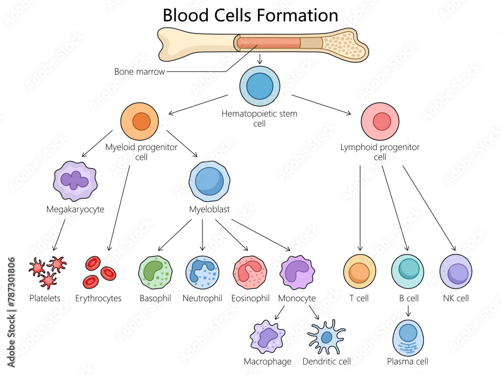 Human hematopoiesis blood cell formation from bone marrow, hematopoietic stem cells ...