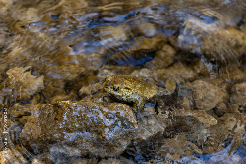 the love of two frogs, toads. one above the other on the shore of a ...