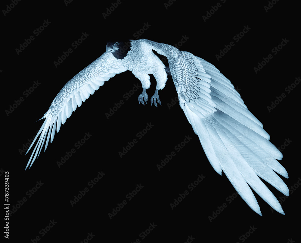 american bald eagle is flipping wings in white background side cool ...