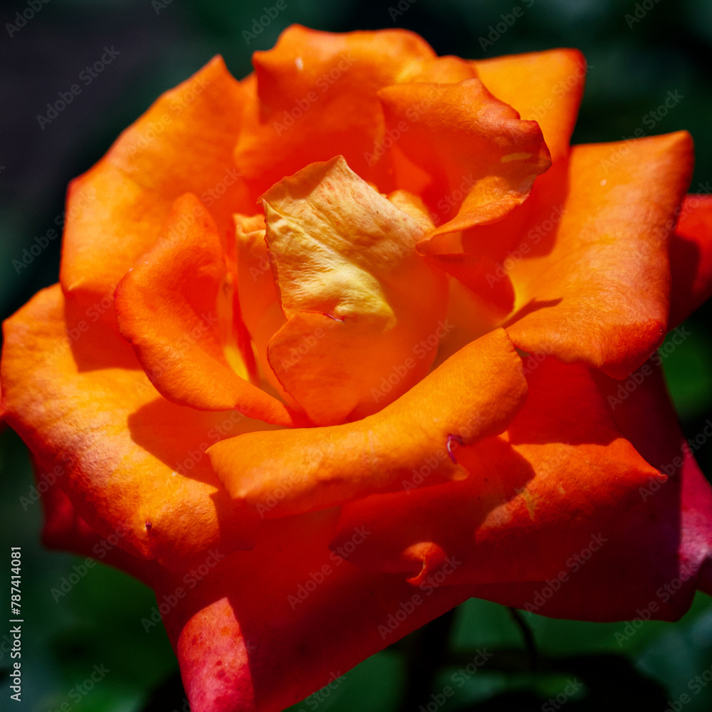 A vibrant orange rose in full bloom, petals open wide showcasing its ...