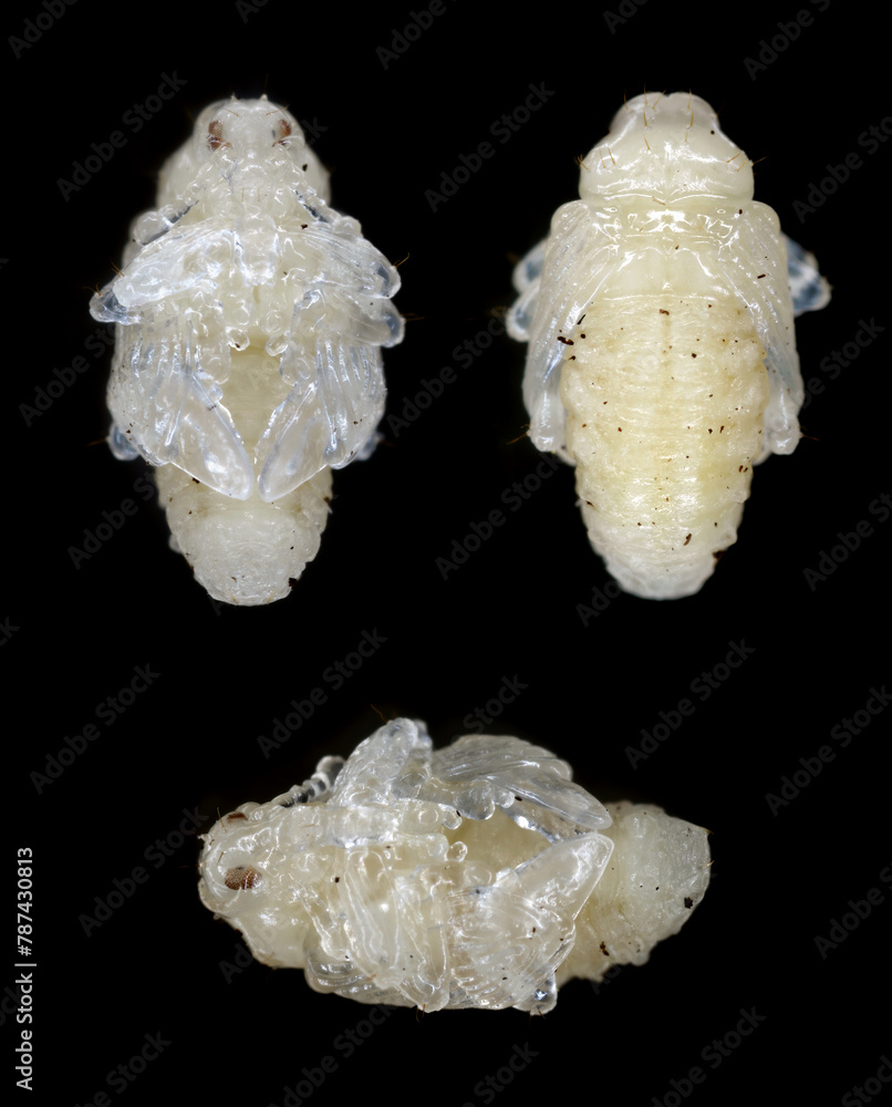Developmental stage pupal, pupa of cabbage stem weevil called also ...
