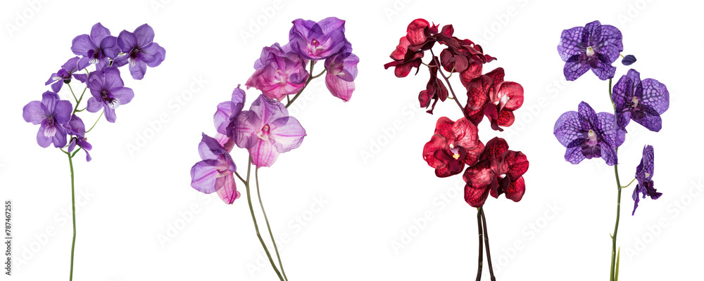 Collection of single stem of vanda orchid flowers cutout png isolated ...