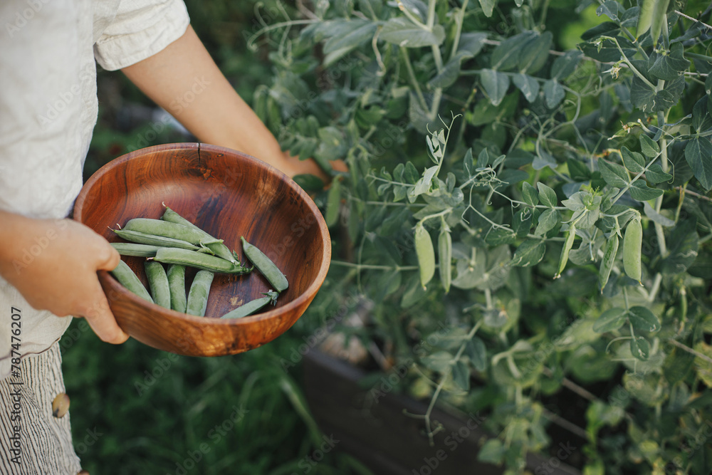 Hand picking snap peas from raised garden bed close up. Homestead ...