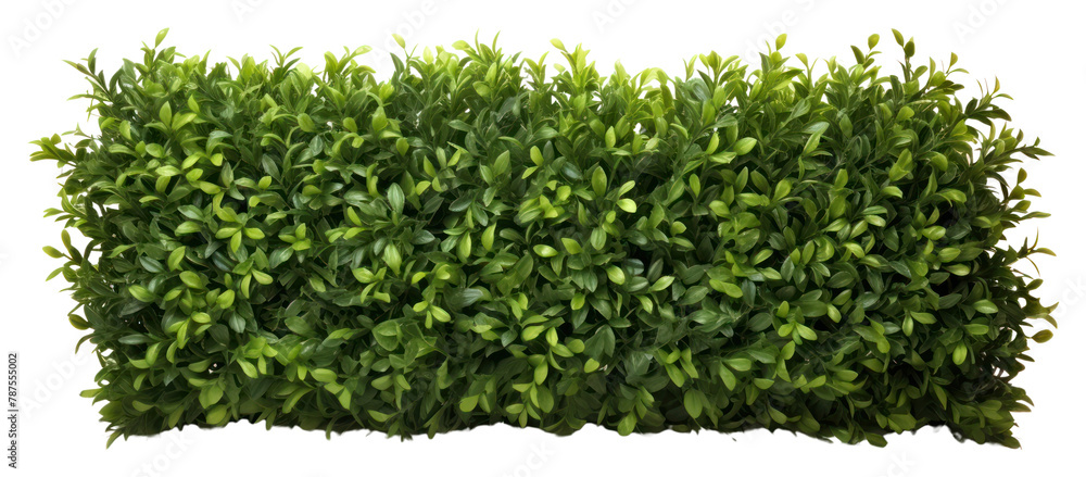 Green hedge Shrub wall border plant shrub white background Stock Photo ...