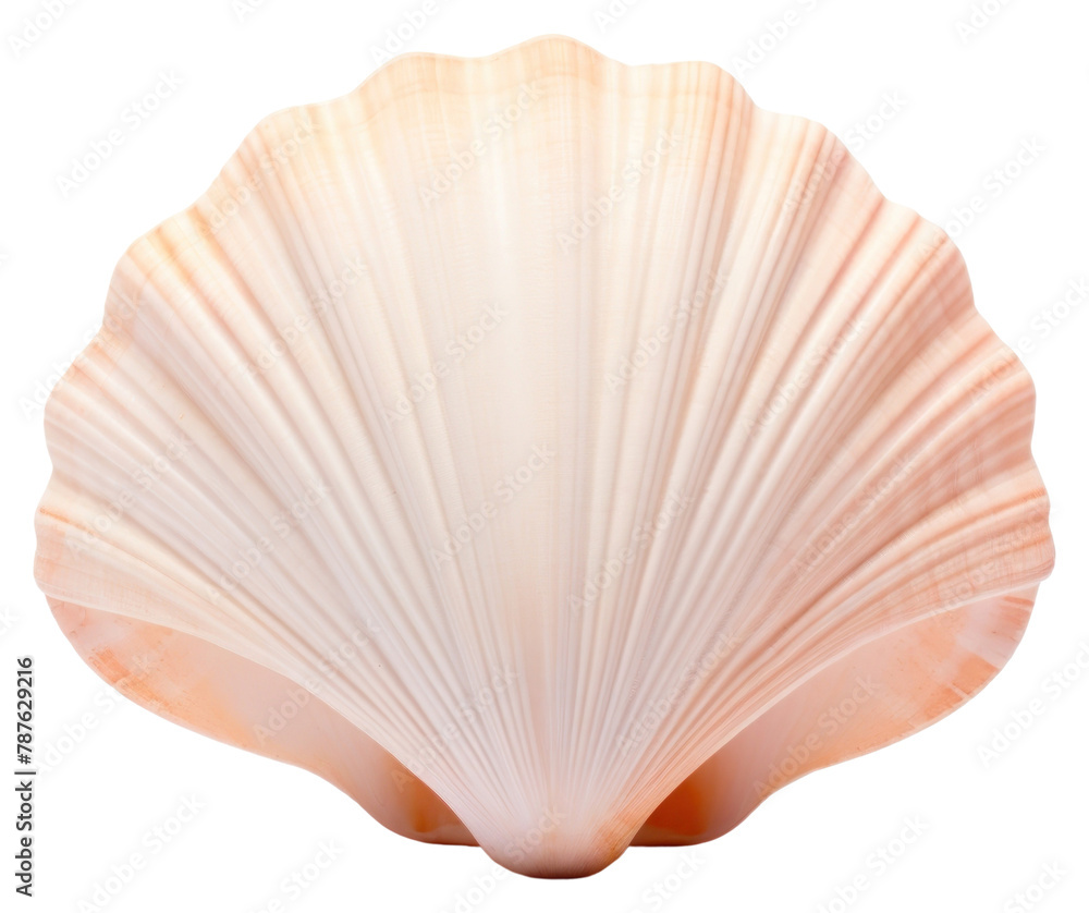 PNG Seashell clam transparent background invertebrate. Stock Photo ...