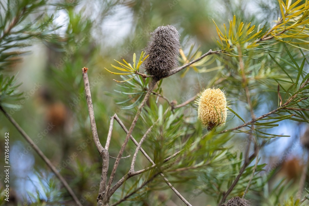 native flowers in the australian bush. native plants growing in summer ...