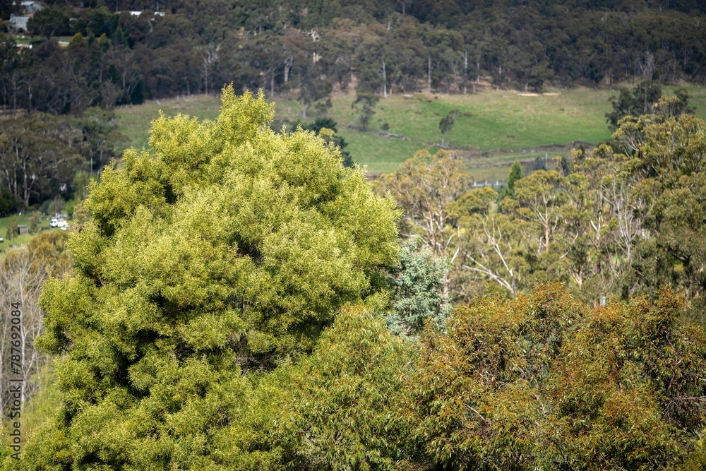 native flowers in the australian bush. native plants growing in summer ...
