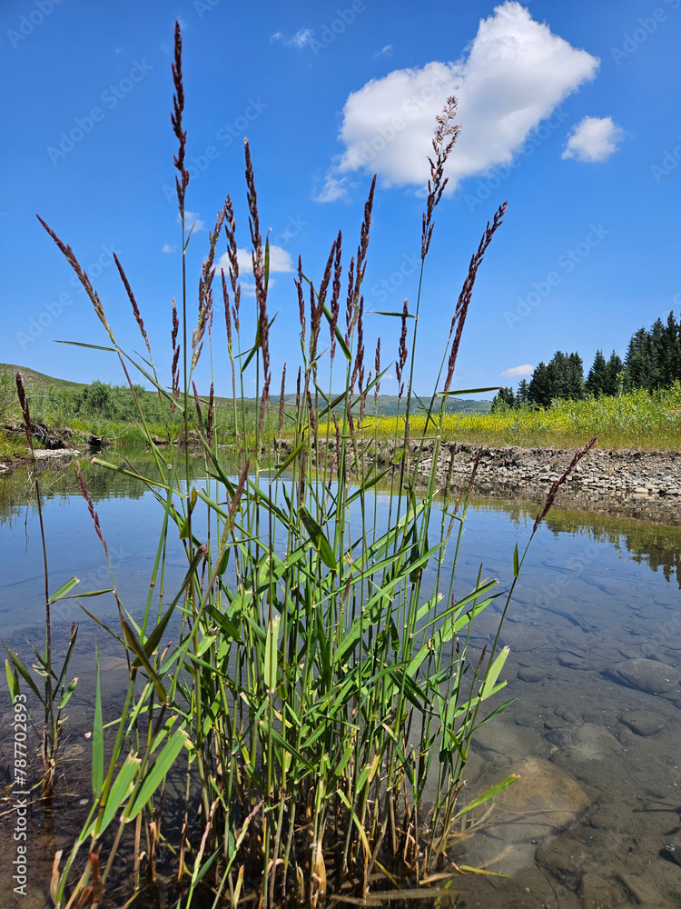Calm and serene closeup nature landscape of a clump of green grass ...