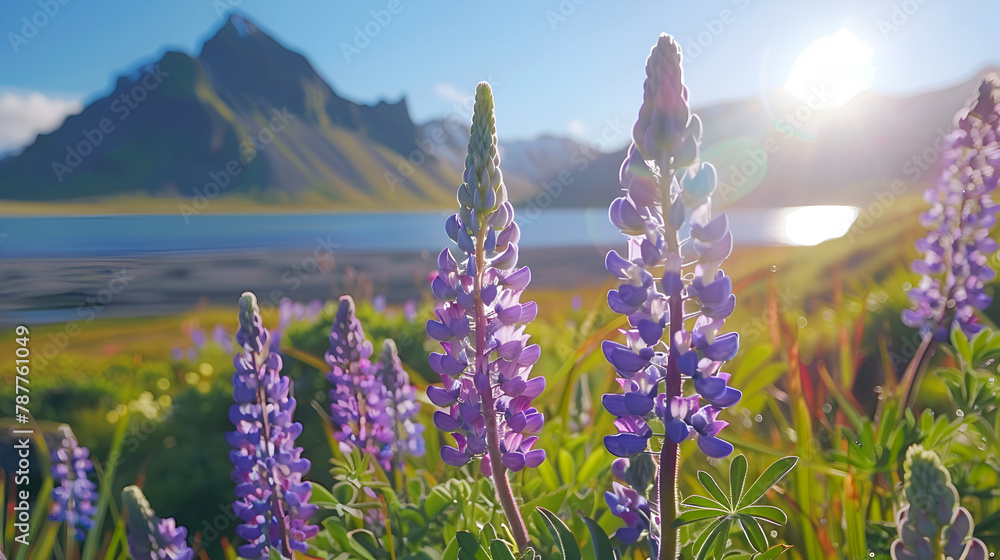 Breathtaking view of typical Icelandic landscape with field of blooming ...