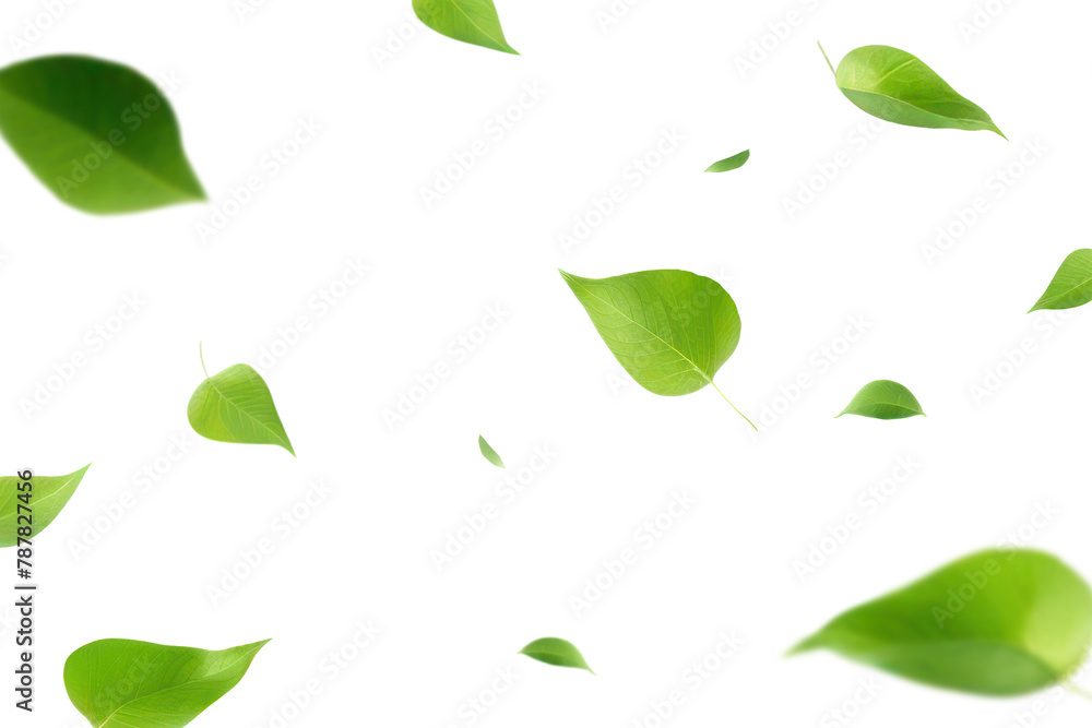 PNG Falling green leaf effect, transparent background Stock ...