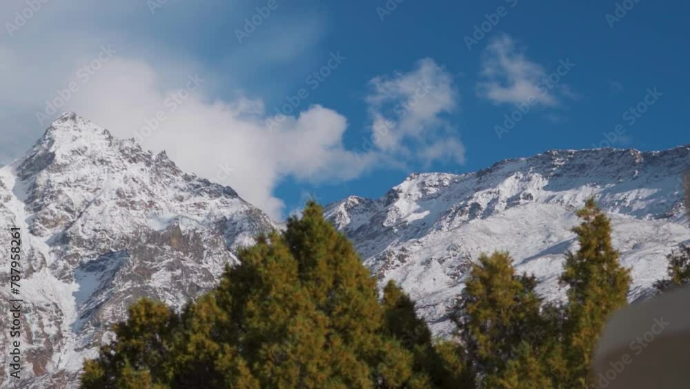 Snow covered Himalayan mountain peaks behind the Juniper trees as seen from Keylong in Lahaul ...