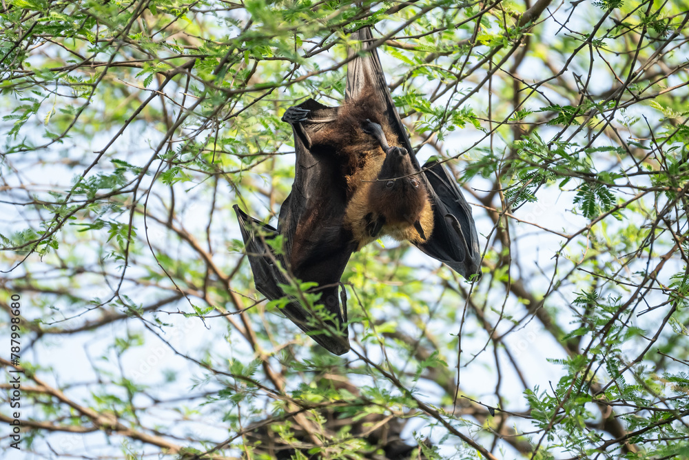 indian flying fox or greater indian fruit bat or Pteropus giganteus ...