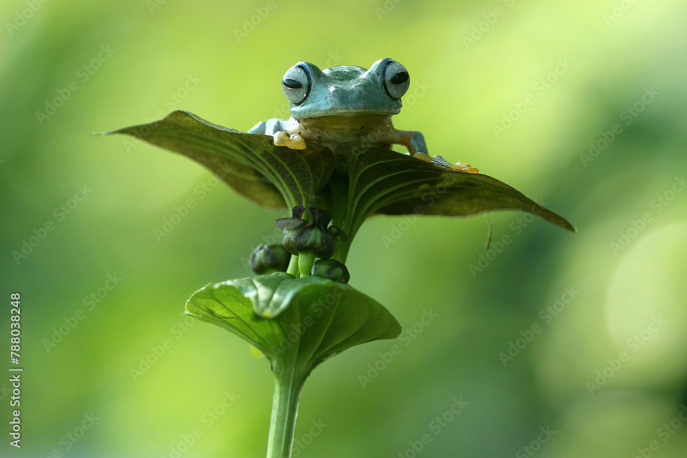 frog, cute frog, flying frog, a cute frog is peeking out from behind a ...