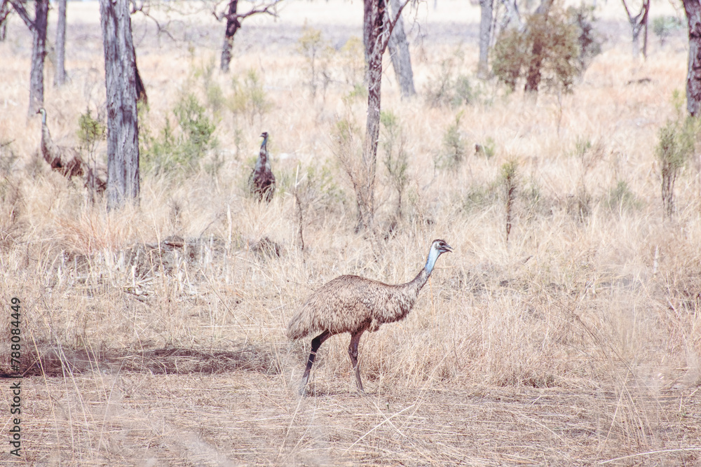 Wild Australian emu, Dromaius novaehollandiae, large native flightless ...