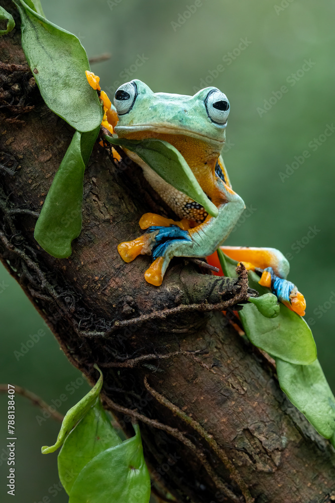 Green Flying frog (Rachophorus reinwardtii) native to Java, Indonesia ...