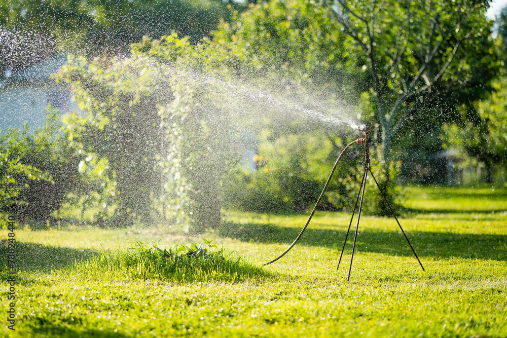 Functioning sprinkler in spring season in the garden. Growing own herbs ...