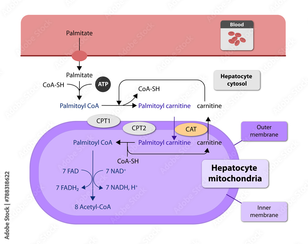 Ketogenesis transforms fats and some amino acids into ketone bodies ...
