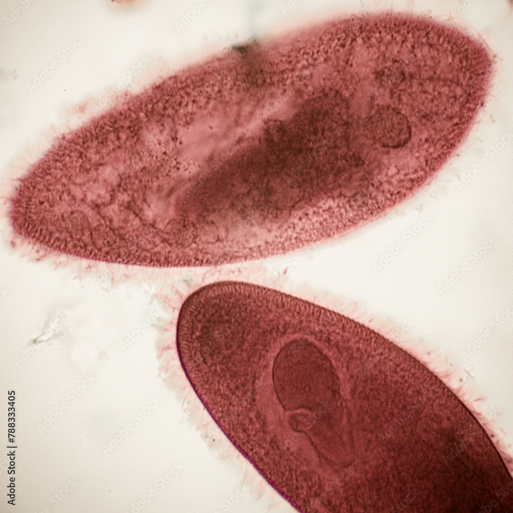 Paramecium is a single-celled organism with a cylindrical body with a ...