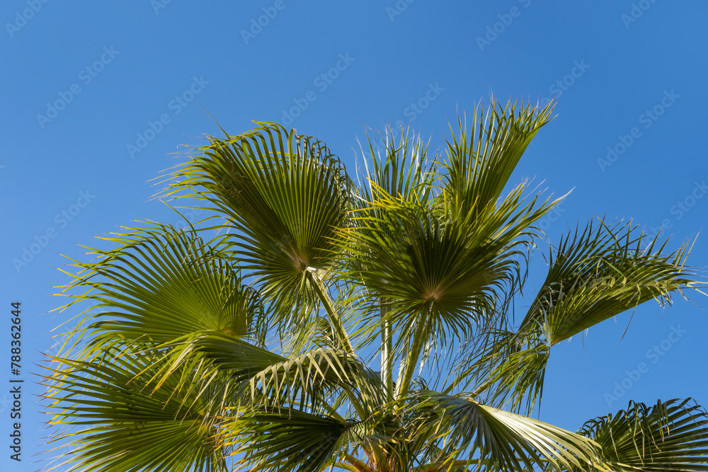 tropical leaf African Sabal fan palm gracefully sways on blue sky ...