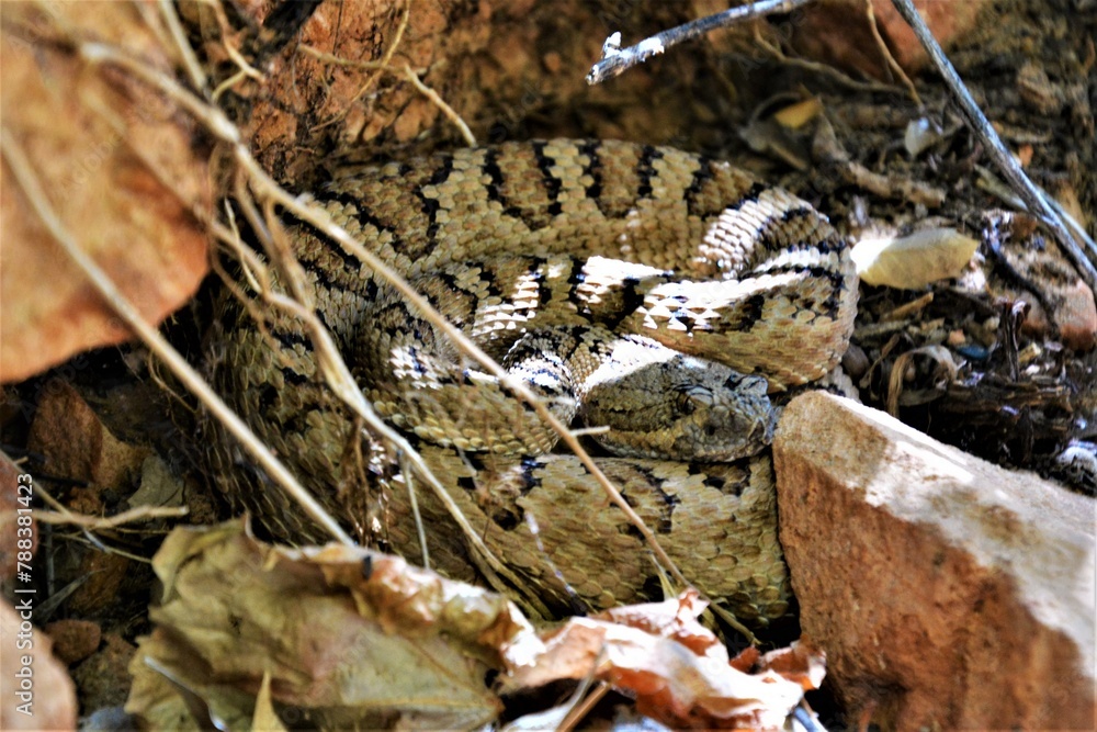 The western diamondback rattlesnake (Crotalus atrox, viper family) in ...