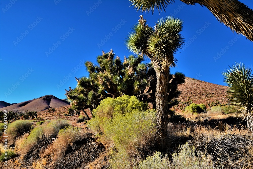 Yucca brevifolia (also known as the Joshua tree or palm tree yucca) - a ...