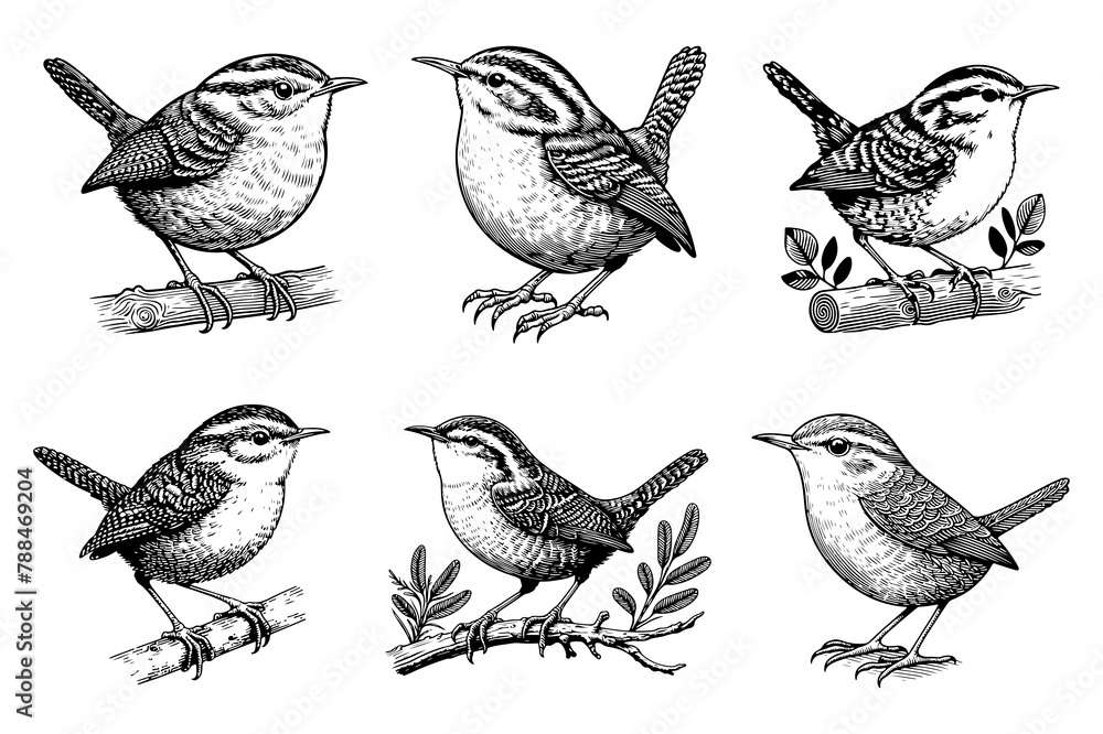 wren bird line art silhouette vector illustration isolated on ...