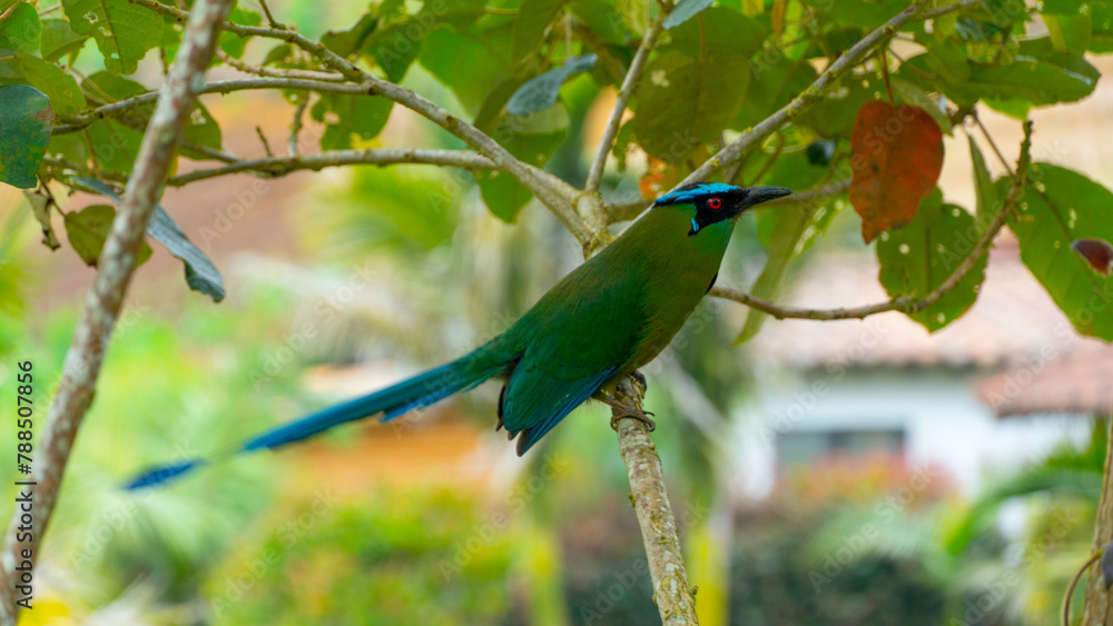 El momoto amazónico o momoto común 3 (Momotus momota), también ...