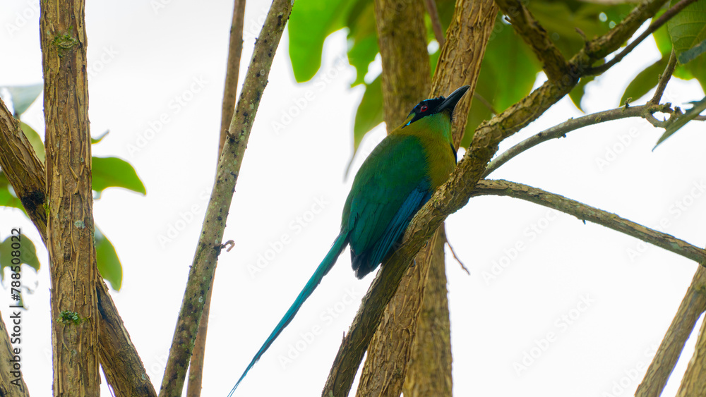 El momoto amazónico o momoto común 3 (Momotus momota), también ...