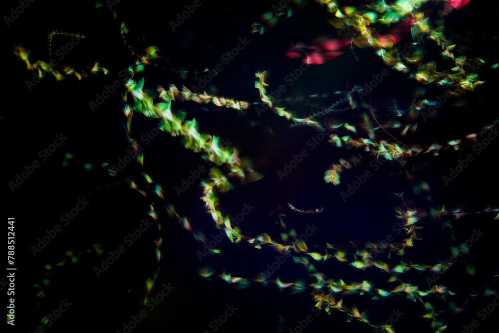 Moths (Lepidoptera) with flight trails, attracted to light during ...