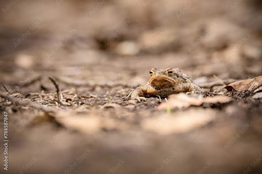 toad on the road, frog on the forest road, toad among the leaves ...