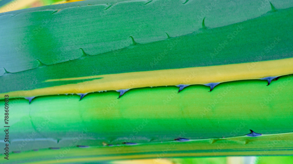 Agave. Genus of monocots native to the arid regions. Manfreda, Mangave ...