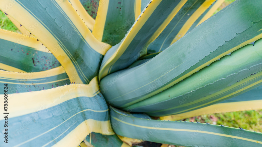Agave. Genus of monocots native to the arid regions. Manfreda, Mangave ...