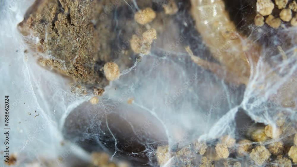 Relic insecta Embia savignyi under a microscope, family Embiidae, feed ...