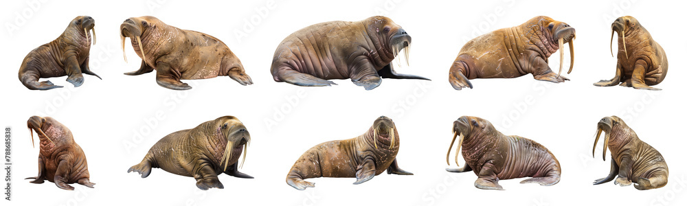 Various poses of walrus cut out png on transparent background Stock ...