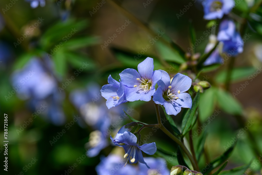 Jacobs Ladder flowers with a blurred background. The flower is a ...